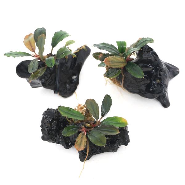 PF_SPQ　水草　水草付き流木　流木付き　育成済み　育成済　活着　活着済み　活着済　活着系　置くだけ　陰性　陰性水草　低光量　前景草　中景草　ワンポイント　水上葉　花　仏炎苞　ブセ付き流木　ブセファランドラ付き　ブセファランドラ付き流木　...