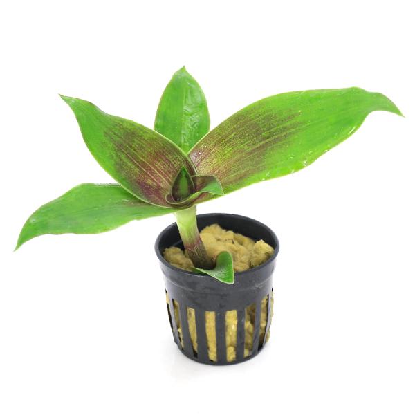 paludariumplants　パルダリウム　テラリウム　PF_SPQ　line2462terarium　teraoriginalpot　all_plants　ポット　発根済み　無農薬　国内生産　ビバリウム　植物　プランツ　レイアウト　初...