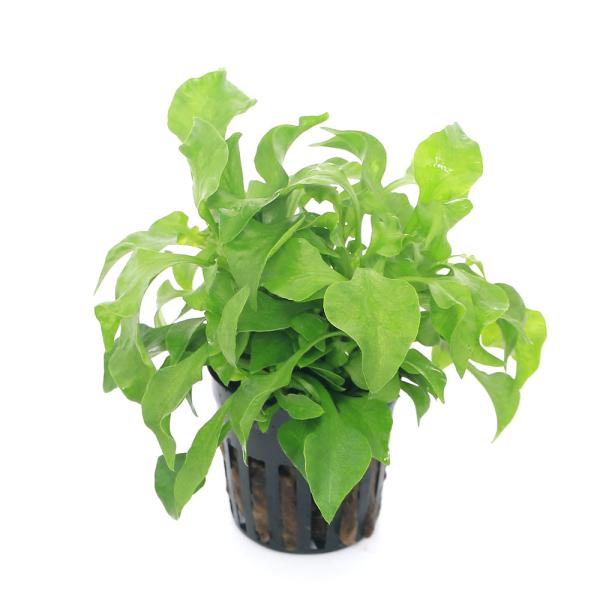 PF_SPQ　line2462terarium　teraoriginalpot　all_plants　ポット　発根済み　無農薬　国内生産　テラリウム　ビバリウム　パルダリウム　植物　プランツ　レイアウト　初心者向け　ビギナー　育成済み　ヒユ...