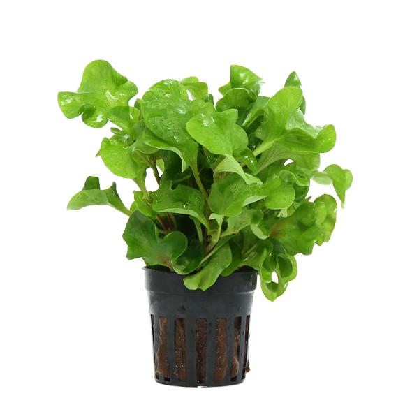 PF_SPQ　line2462terarium　teraoriginalpot　all_plants　ポット　無農薬　発根済　国内生産　テラリウム　ビバリウム　パルダリウム　植物　プランツ　レイアウト　初心者向け　ビギナー　育成済み　ヒユ科...