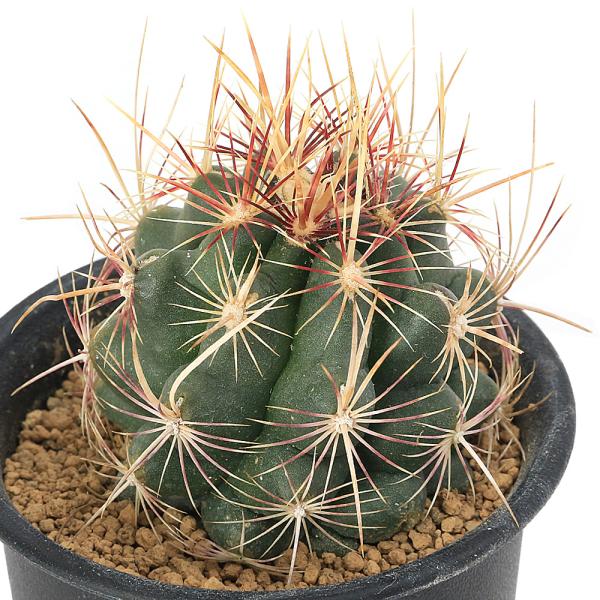 _gardening　_interior　_kame　muryotassei_600_699　_hachu　ガーデニング　サボテン植物　opuntia_series　blackpot_series　20171017　ＫＹＳ　テロカクタス　和...