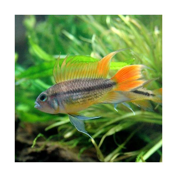 PF_SPQ　熱帯魚・エビ他　シクリッドアピスト・ラミレジィ・他　アピストグラマカカトイデス　オレンジテール　１ペア　fish_database　中南米産　スーパーオレンジ　owarf_cichlid　cichlid_beta　apigro...