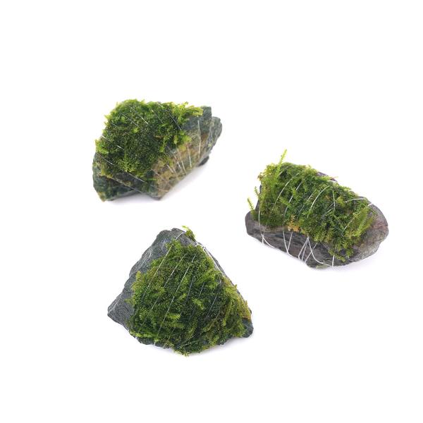 _aqua　熱帯魚・エビ他　水草　ビギナー　初心者向け　水草付き石　巻きたて　まきたて　石　エビ用水草　メダカ産卵用　ウィローモス　モス付石　風山石　ウィローモスsp.　Vesicularia　sp.　y23m03　2023zenki　20...