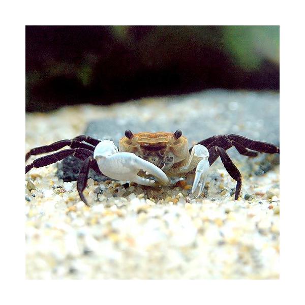 熱帯魚・エビ他　ザリガニ・その他生体　スラウェシ・スチールブルークラブ　スラウェシ・スチールブルークラブ　インドネシアパンダクラブ　Ｇｅｏｓｅｓａｒｍａ　ｓｐ．　Ｌｅｐｉｄｏｔｈｅｌｐｈｕｓａ　ｃｏｇｎｅｔｔｉ　20130712　ＨＭ　aq...