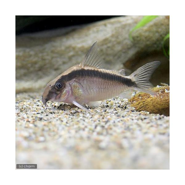 PF_SPQ　熱帯魚・エビ他　コリドラス　ショートノーズ　コリドラス・スーパーアークアタス　Ｓサイズ　ワイルド　１匹　スーパーアークアトゥス　スーパーアルクアトゥス　Ｈｏｐｌｉｓｏｍａ　Ｃｏｒｙｄｏｒａｓ　ｓｐ．　ａｒｃｕａｔｕｓ　Ｓｕｐｅ...