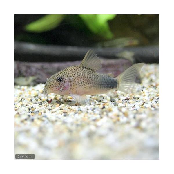 PF_SPQ　熱帯魚・エビ他　コリドラス　ショートノーズ　コリドラスシミリス　ワイルド　１匹　Ｈｏｐｌｉｓｏｍａ　ｓｉｍｉｌｅ　Ｃｏｒｙｄｏｒａｓ　ｓｉｍｉｌｉｓ　コリドラスバイオレット　コリドラスヴァイオレット　fish_database...