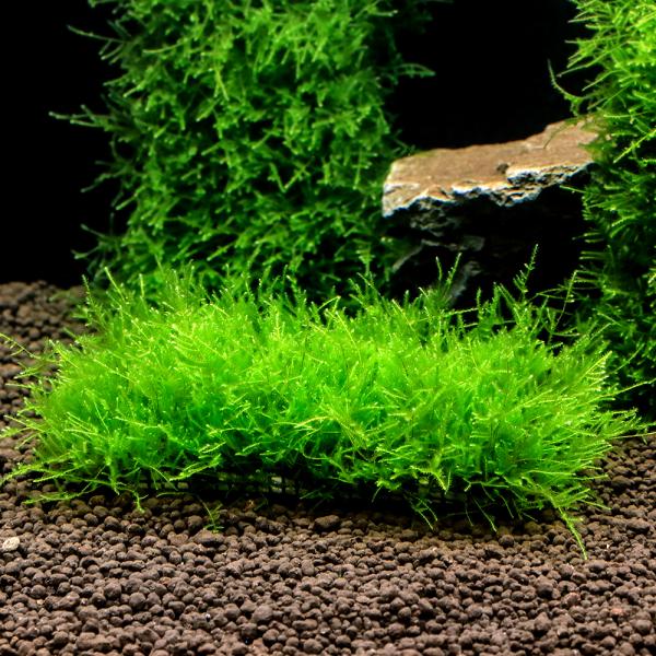 PF_SPQ　熱帯魚　エビ他　活着する水草　コケの仲間　小型水槽用水草　水草　モス類　育成済み　水中葉　無農薬　三角葉　ワンポイント　隠れ家　ふわふわ　レイアウト　20240418　YN　シュリンプ　メダカ　catmossraise2022...