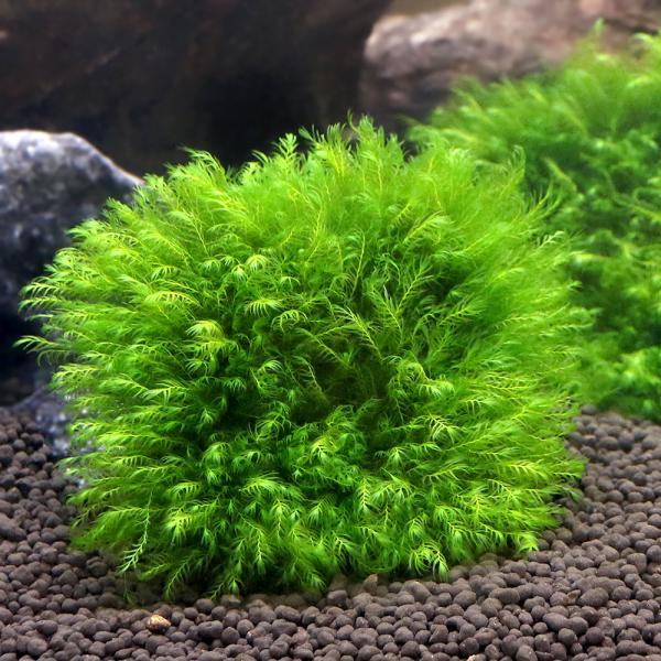 PF_SPQ　水草　置くだけ　育成済　育成済み　無農薬　水中葉　エビ用　シュリンプ用　クッション　モコット　ハーフクッション　ベイビーモコット　絨毯　シート　モス　苔　コケ　ホウオウゴケ科　ホソホウオウゴケ属　Fissidens　fonta...