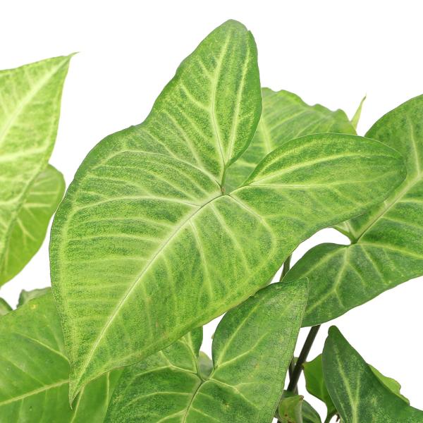 paludariumplants　パルダリウム　テラリウム　観葉植物　園芸　ガーデニング　ビバリウム　アクアテラリウム　サトイモ科　Syngonium　podophyllum　AISHI　ｙ25ｍ08　20250829　2025tuuki　...