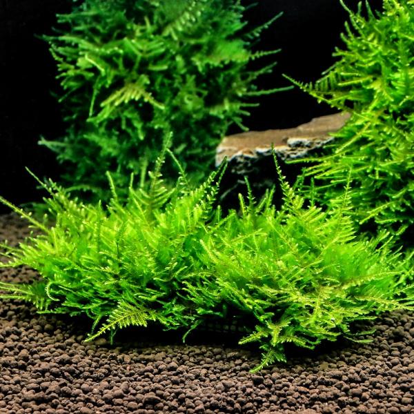 熱帯魚　エビ他　活着する水草　コケの仲間　小型水槽用水草　水草　モス類　育成済み　水中葉　無農薬　三角葉　ワンポイント　隠れ家　ふわふわ　レイアウト　20240418　YN　シュリンプ　メダカ　ビーシュリンプ　チェリーシュリンプ　モコット　...