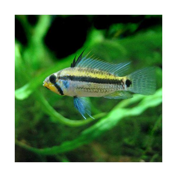 PF_SPQ　sfset　_aqua　熱帯魚・エビ他　シクリッド　種類で選ぶ　アピスト・ラミレジィ・他　アピストグラマ・ユルエンシス　ペルー　ワイルド　1ペア　fish_database　中南米産　Apistogramma　juruensi...