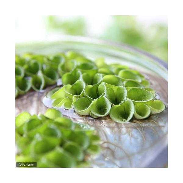 _aqua　_gardening　金魚・メダカ　金魚藻　ビオトープ　floating　ガーデニング　水辺植物　浮き草　all_plants　ビオ浮き草　朝摘みシリーズ　wp_kywrd　サルビニア　ククラータ　kingyomo_osusum...