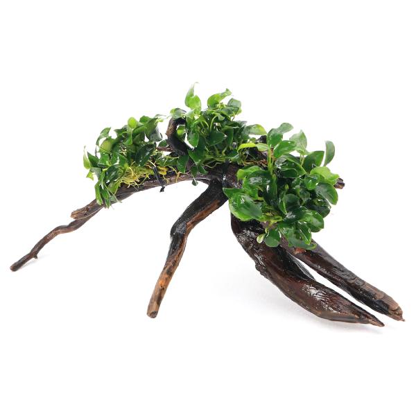 熱帯魚　_wp　水草　モス／シダ付流木　アヌビアス　all_plants　アヌビアスナナはこちら　20110225　ＧＴ　20130721　ＹＳ　nanakinngyo0716　_aqua　st_anbas　tW0g_ZJs4E　アヌビアス...