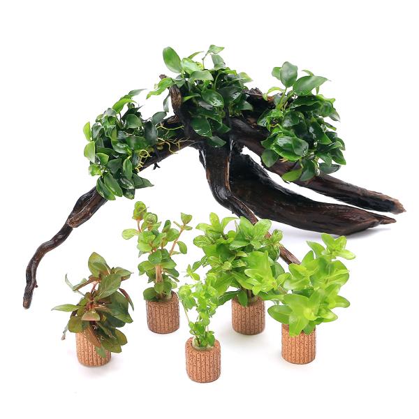 熱帯魚　_wp　水草　アヌビアス　all_plants　アヌビアスナナはこちら　アヌビアス・ナナ　greenplants　anubiasu20240110　置くだけ簡単 ライフマルチ(茶)おまかせ有茎草　ディアーホーンウッド　６０ｃｍ水槽向...