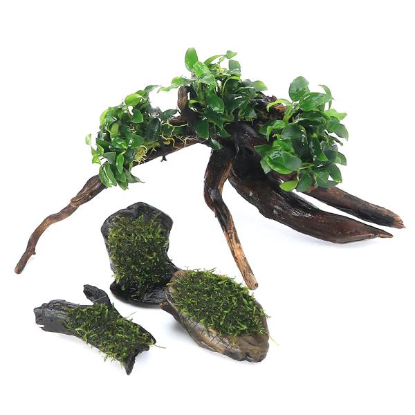 熱帯魚　_wp　水草　アヌビアス　all_plants　アヌビアスナナはこちら　アヌビアス・ナナ　greenplants　anubiasu20240110　置くだけ簡単 ライフマルチ(茶)おまかせ有茎草　ディアーホーンウッド　６０ｃｍ水槽向...