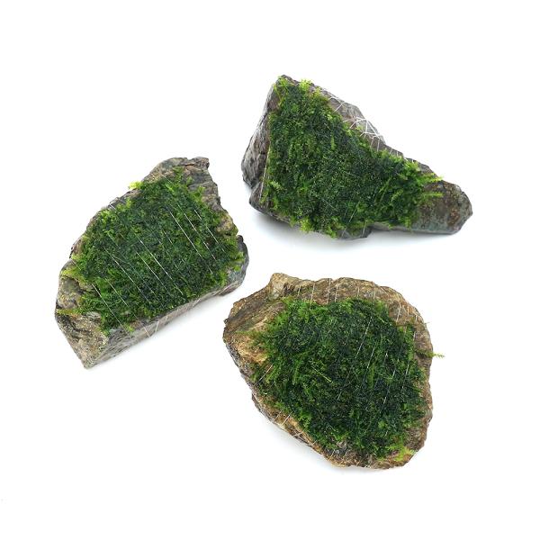 熱帯魚　　エビ用水草　水草　モスドーム／ハウス　all_plants　巻き立て　エビが喜ぶアクセサリ　サムライモス　wp_kywrd　マット状はこちら　ＫＩＸ　20240222　muryotassei_800_899　_fish　_aqua...