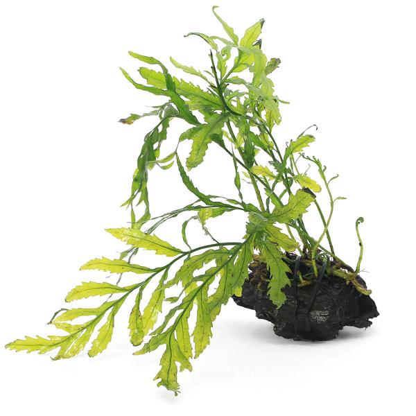 熱帯魚　_aqua　水草　ボルビ・ヒュディ　石付　ZlDKNkRW_wpp　mzks_blbds　qvJZ_3ztT71　wptop7_190807　陰性水草　低光量　しだ　羊歯　ヒュデロッティ　47house　heudelotii　Bol...