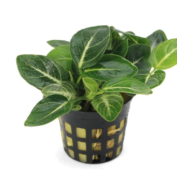 PF_SPQ　熱帯魚　_aqua　ビギナーにお勧め　水草　陰性水草　低光量　サトイモ科　Ａｒａｃｅａｅ　アヌビアス属　Ａｎｕｂｉａｓ　細葉　アヌビアス　　活着水草　活着　スターダスト　台湾便　改良品種　y24m09　20240918　ＲＳ　...