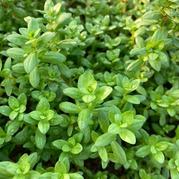 PF_SPQ　Rotala　熱帯魚　メダカ　金魚　アクア　アクアリウム　レイアウト　水上葉　水草　後景草　緑系　水上葉_ロタラ　ロターラ　2024kouki　RS　ミソハギ科　キカシグサ属　Lythraceae　オーストラリア　オーストラリ...