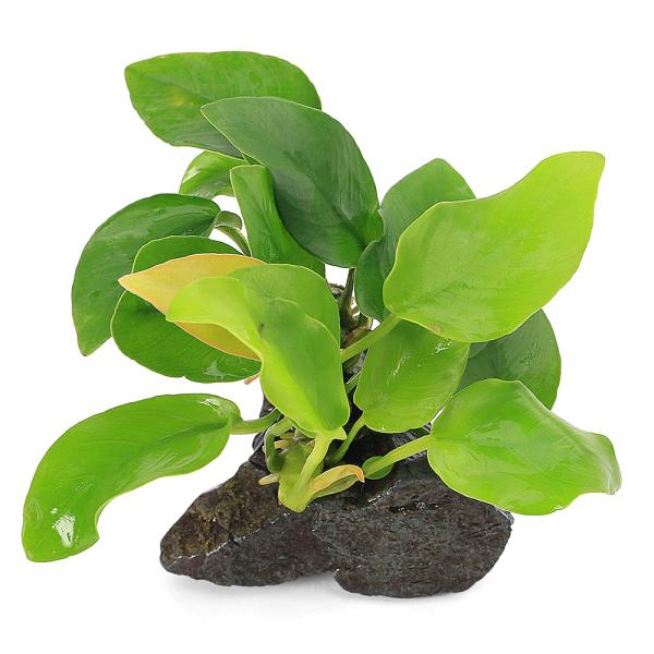 熱帯魚　ビギナーにお勧め　活着する水草　アヌビアス　水草　小型　アヌビアスナナ　　アヌビアス・ナナ　LM_nana　陰性水草　低光量　greenplants　初心者向け　風山石　ｙ25ｍ01　202501　TFuji　イモリ　イモリウム　両...