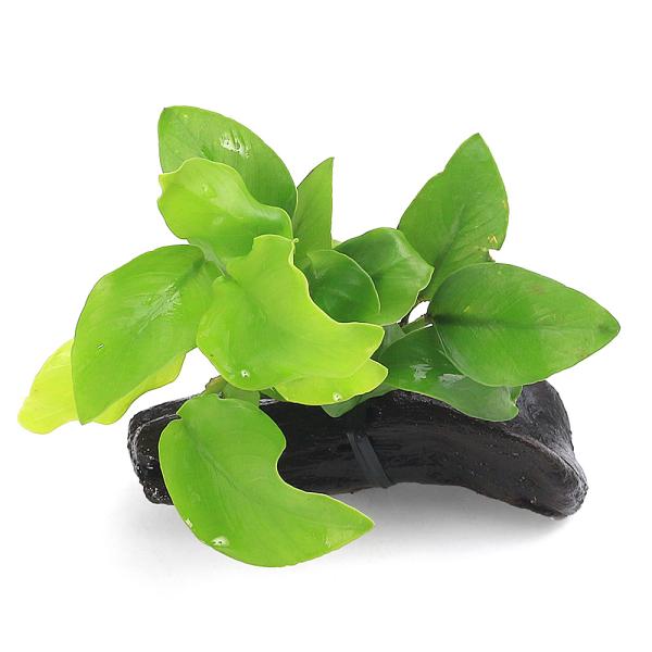 熱帯魚　ビギナーにお勧め　活着する水草　アヌビアス　水草　小型　アヌビアスナナ　　アヌビアス・ナナ　LM_nana　陰性水草　低光量　greenplants　　初心者向け　風山石　ｙ25ｍ01　202501　TFuji　イモリ　イモリウム　...