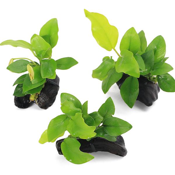 熱帯魚　ビギナーにお勧め　活着する水草　アヌビアス　水草　小型　アヌビアスナナ　アヌビアスナナゴールデン　_aqua　アヌビアス・ナナ　LM_nana　陰性水草　低光量　greenplants　　初心者向け　流木　ｙ25ｍ01　202501...