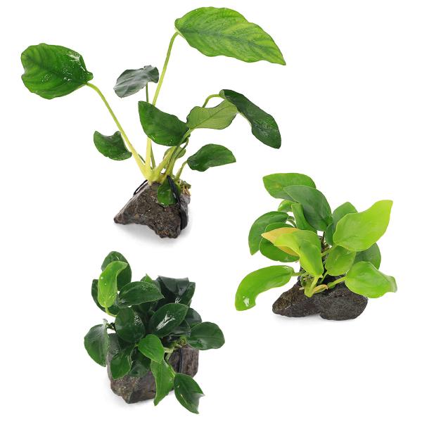 熱帯魚　水草　アヌビアス　all_plants　アヌビアスナナはこちら　st_anbas　アヌビアス・ナナ　ナナゴールデン　ゴールデン　ナナプチ　プチ　ペッチー　小型アヌビアス　中型水槽向け　中景　置くだけ　ポット　単品　人気の　ビギナー　...