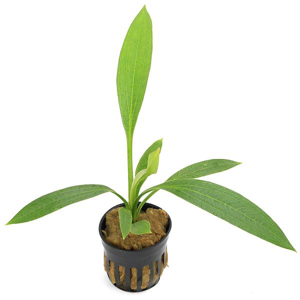 PF_SPQ　水草　エキノとその近縁　中景　後景　エキノドルス　ｄｅｃｕｍｂｅｎｓ　Ｅｃｈｉｎｏｄｏｒｕｓ　オモダカ科　エキノドルス属　Ａｌｉｓｍａｔａｃｅａｅ　Ｅｃｈ　エキノ　Ａｑｕａｒｉｕｓ　アクアリウス　フルール　ＹＮ　ポット販売　d...