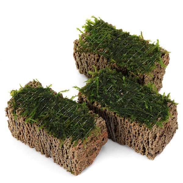 熱帯魚・エビ他　ウィローモス特集　活着する水草　水草　コケ　モス類　ウィローモス　ウィローモスパック　ビバリウム　アクアテラリウム　モス　ハイゴケ科　hypnaceae　多目的シェルター　ヴェシクラリア属　vesicularia　エビ用水草...