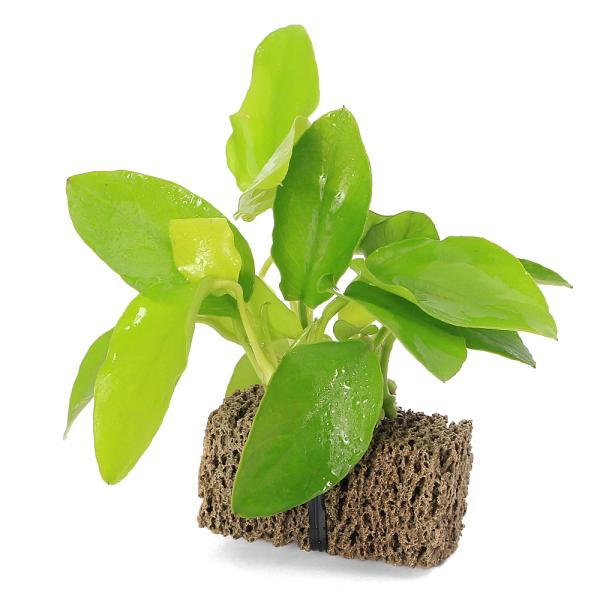 水草　熱帯魚　活着　水草付　置くだけ　オブジェクト　アクセサリー　アクア　隠れ家　シェルター　樹皮　陰生水草　低光量　サトイモ科　アヌビアス属　Anubias　barteri　var.nana　アヌビアス　バルテリーナナ　アヌビアスナナゴー...