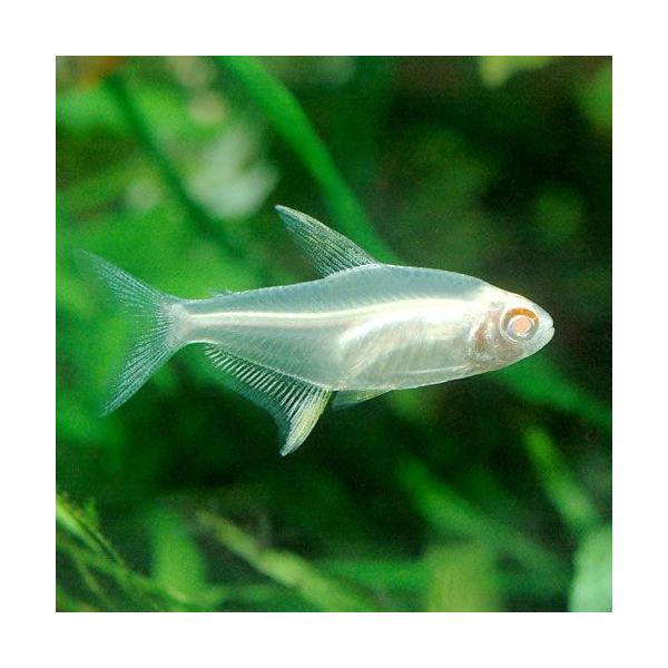 PF_SPQ　_aqua　熱帯魚・エビ他　カラシン　テトラ等　南米産　小型種　ハイフェソブリコン　ファントム系　アルビノ・レモンテトラ　４匹　fish_database　ビギナーにオススメ　淡水生体　kaijyo　qafdhab　budga...