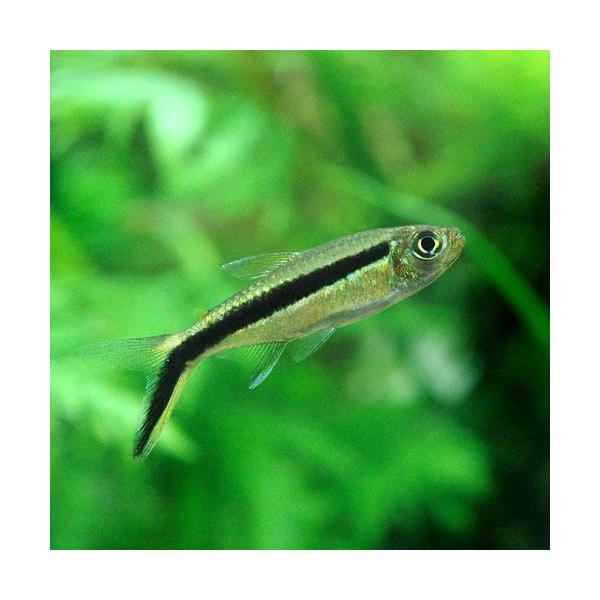PF_SPQ　_aqua　熱帯魚・エビ他　カラシン　テトラ等　南米産　小型種　その他小型種　ペンギン・テトラ　６匹　fish_database　Ｔｈａｙｅｒｉａ　ｂｏｅｈｌｋｅｉ　Ｔｈａｙｅｒｉａｂｏｅｈｌｋｅｉ　サンタマリア　ビギナーにオ...