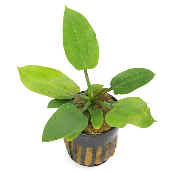 PF_SPQ　水草　前景草　中景草　小型　ワンポイント　センタープラント　斑入り　水上葉　水中葉　Ｅｃｈｉｎｏｄｏｒｕｓ　Ａｑｕａｒｉｕｓ　ｅｃｈｉｎｏｄｏｒｕｓ　ｓｃａｂｅｒ　オモダカ科　エキノドルス属　アクアリウス　スカベル　エキノ　Ｅ...