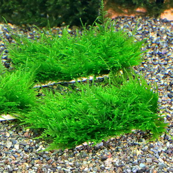 熱帯魚　_wp　_aqua　ウィローモス特集　エビ用水草　水草　コケ　モス類　all_plants　ウィローモス　エビが喜ぶアクセサリ　マット状はこちら　pltb　mosmat　47house　育成済　ジャイアント南米ウィローモス　chou...