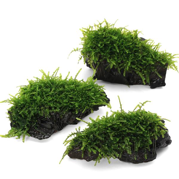 PF_SPQ　熱帯魚　　エビ用水草　水草　モスドーム／ハウス　all_plants　巻き立て　エビが喜ぶアクセサリ　サムライモス　マット状はこちら　mosdome　mosmat　2025tuuki　y25m03　土台付き　20250315　...