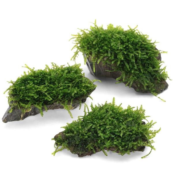 PF_SPQ　熱帯魚　　エビ用水草　水草　モスドーム／ハウス　all_plants　巻き立て　エビが喜ぶアクセサリ　サムライモス　マット状はこちら　mosdome　mosmat　2025tuuki　y25m03　土台付き　20250315　...