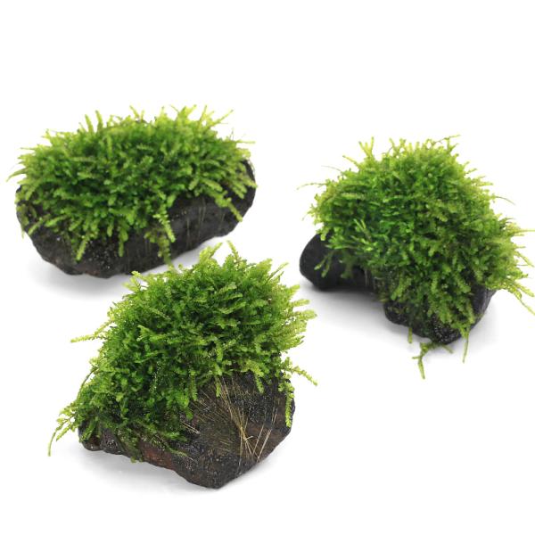 PF_SPQ　熱帯魚　　エビ用水草　水草　モスドーム／ハウス　all_plants　巻き立て　エビが喜ぶアクセサリ　サムライモス　マット状はこちら　mosdome　mosmat　2025tuuki　y25m03　土台付き　20250315　...