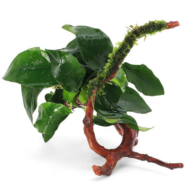 熱帯魚　水草付き流木　エビ用水草　水草　モス／シダ付流木　all_plants　ウィローモス　アヌビアスナナプチ　活着する水草　アヌビアス　小型　南米産・石　branch-wood　　しだ　羊歯　置くだけ　置くだけ簡単　かんたん　簡単　レイ...