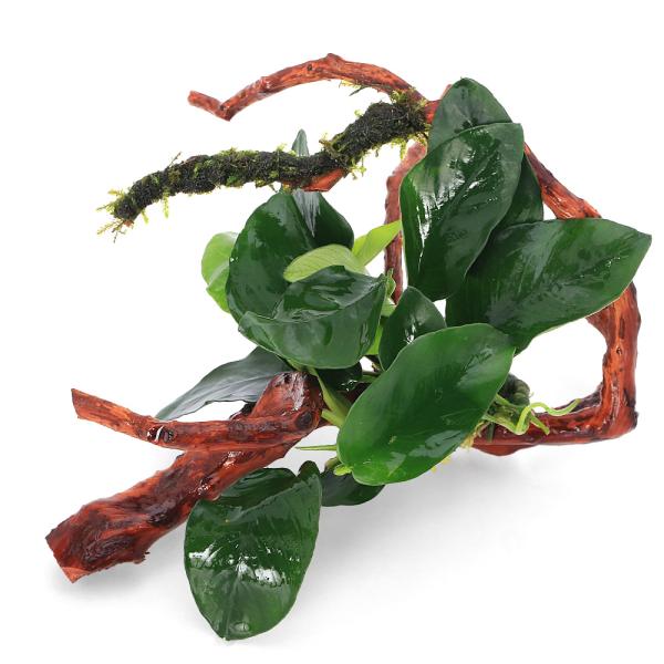 熱帯魚　水草付き流木　エビ用水草　水草　モス／シダ付流木　all_plants　ウィローモス　アヌビアスナナプチ　活着する水草　アヌビアス　小型　南米産・石　branch-wood　しだ　羊歯　置くだけ　置くだけ簡単　かんたん　簡単　レイア...