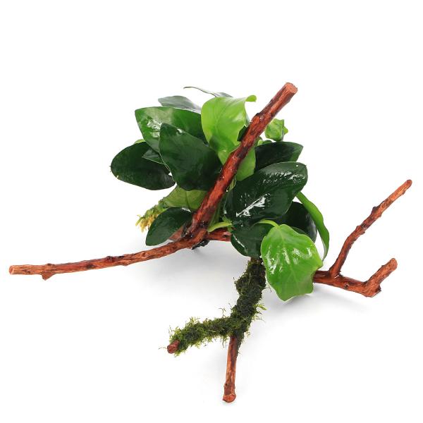 熱帯魚　水草付き流木　エビ用水草　水草　モス／シダ付流木　all_plants　ウィローモス　アヌビアスナナプチ　活着する水草　アヌビアス　小型　南米産・石　branch-wood　　しだ　羊歯　置くだけ　置くだけ簡単　かんたん　簡単　レイ...