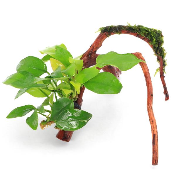 熱帯魚　水草付き流木　エビ用水草　水草　モス／シダ付流木　all_plants　ウィローモス　アヌビアスナナプチ　活着する水草　アヌビアス　小型　南米産・石　branch-wood　　しだ　羊歯　置くだけ　置くだけ簡単　かんたん　簡単　レイ...