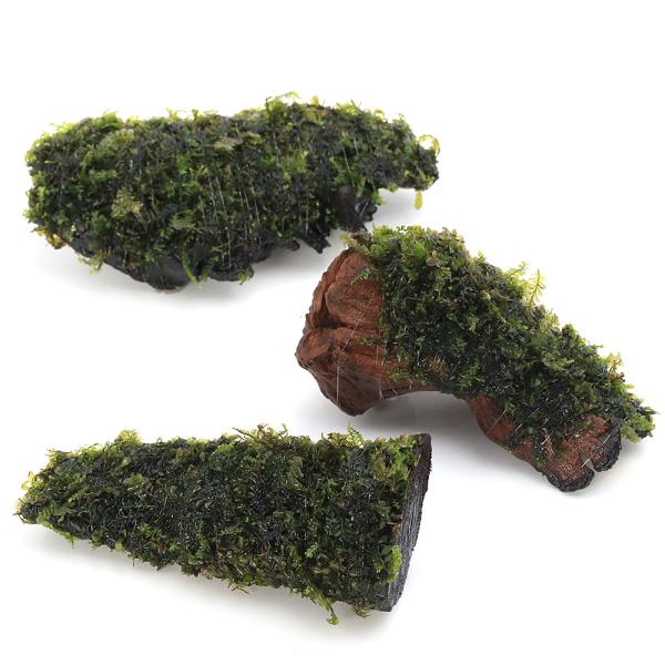 _aqua　_hachu　熱帯魚　_kame　ハネゴケ　水草　モス／シダ付流木　巻きたて　ハネゴケｓｐ．カメルーン産　ＳＳサイズ　５〜７ｃｍ　無農薬　１個　ビバリウム　アクアテラリウム　パルダリウム　しだ　羊歯　流木　流木SS　小さめ　巻き...