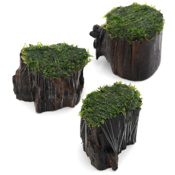 熱帯魚　水草　コケ　モス類　プレミアムモス　プレモス　モスsp　premoss　_auqa　流木　ビバリウム　アクアテラリウム　パルダリウム　モス　グリーンモス　簡単　簡単レイアウト　レイアウト　木　きりかぶ　切り株　SS　ちいさめ　小さめ...