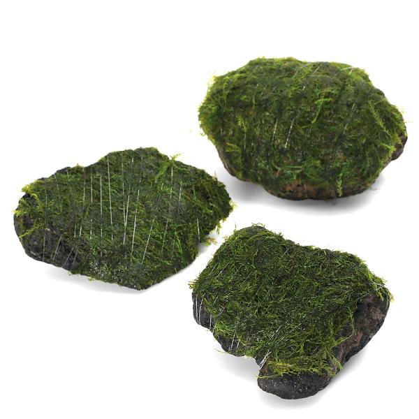 熱帯魚・エビ他　ウォーターフェザー　水草　モス　熱帯魚　魚　メダカ　金魚　巻き立て　まきたて　簡単　簡単レイアウト　レイアウト　置くだけ　小さめ　風山　溶岩　溶岩石　風山石　小粒　小さい　イモリウム　両生類　シュリンプ　20250330　y...