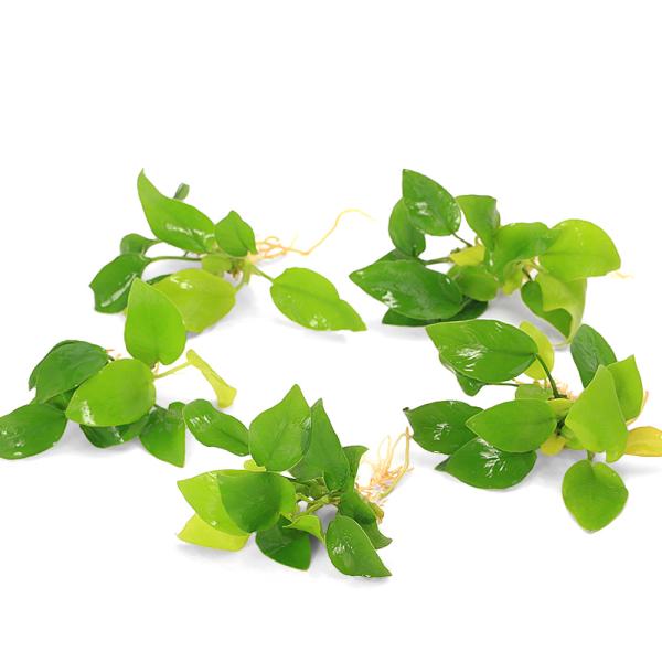 熱帯魚　mzks_winter01　muryotassei_600_699　_aqua　saki27to09　saki27to09　アヌビアス・ナナ　kaijyo　陰性水草　低光量　TFuji　20250224　y25m03　株売り　株　1...