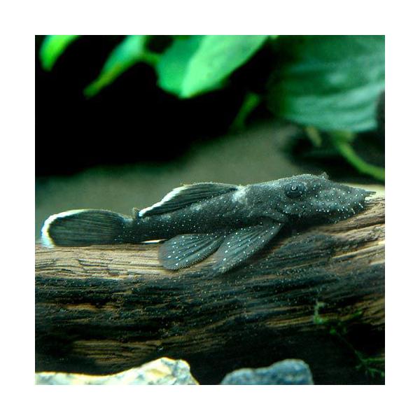 PF_SPQ　熱帯魚・エビ他　プレコ　種類で選ぶ　ブッシー・ブロンズ系　ホワイトエッジブッシープレコ　１匹　Ａｎｃｉｓｔｒｕｓ　ｄｏｌｉｃｈｏｐｔｅｒｕｓ　Ｌ１８３　fish_database　特集　kaijyo　MS0106　tansui...