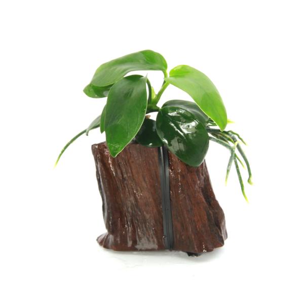 熱帯魚　活着する水草（アヌビアス）　ＣＯ２なしでも育つ水草　水草　流木付き水草　水草　アヌビアスナナプチ　水草　アヌビアスナナプチはこちら　アヌビアス・ナナ　NMIYA　ｙ25ｍ08　2025tuuki　20250822