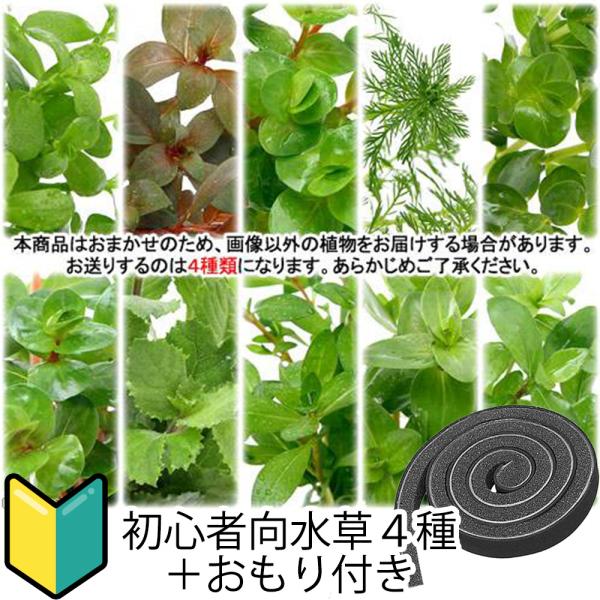 熱帯魚　_aqua　水草セット　水上葉セット　水草　セット　ミックス　all_plants　初心者　ロタラ　おまけplantmanual　初心者1124　m　festenrivmizk3　point5wplants　twplants6000...