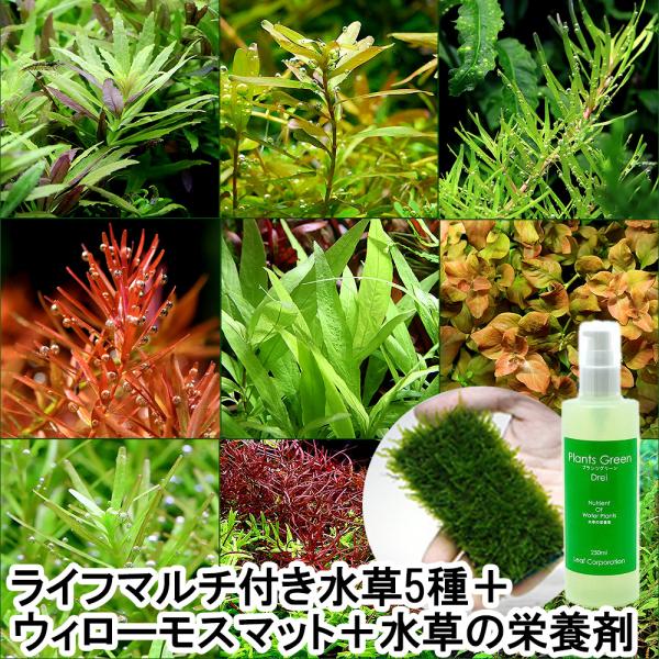 _aqua　水草　アクアリウム　mizukusa　aquarium　plants　水上葉　抽水葉　レイアウトセット　セット　レイアウト　水草セット　all_plants　有茎草　有茎種　おまかせ　無農薬　国産　国内生産　初心者向け　多孔質　...