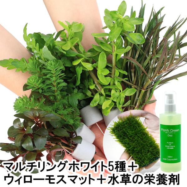 _aqua　水草　アクアリウム　ｍｉｚｕｋｕｓａ　ａｑｕａｒｉｕｍ　ｐｌａｎｔｓ　水上葉　抽水葉　レイアウトセット　セット　レイアウト　水草セット　all_plants　有茎草　有茎種　おまかせ　無農薬　国産　国内生産　初心者向け　多孔質　...